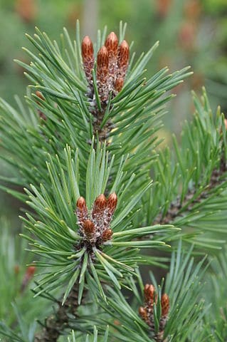 Pine (Pin Sylvestre) - Positivvalor
